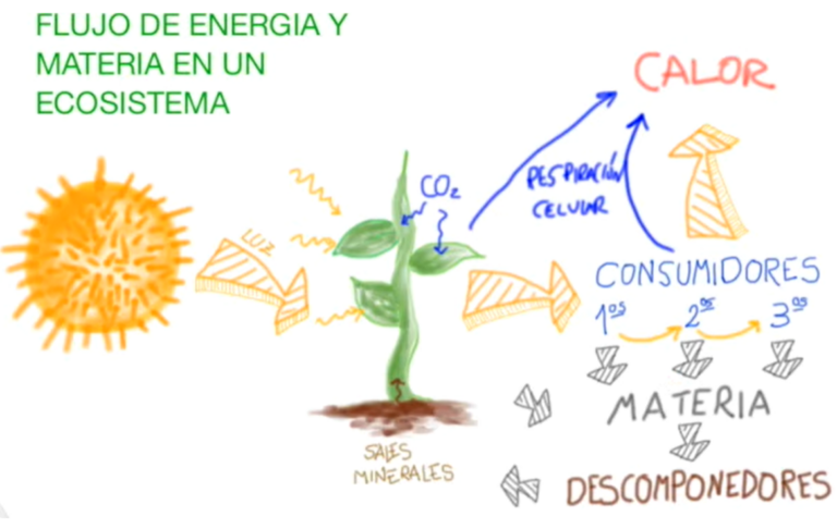 Flujo de la energía y la materia en un ecosistema – Apprende Digital